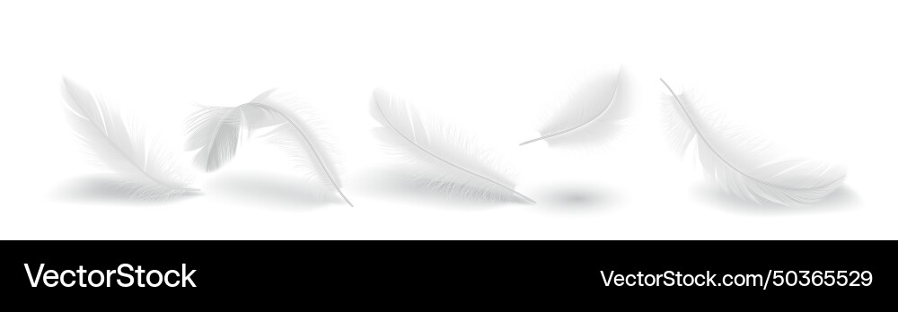 Bird feather group shapes realistic set Royalty Free Vector