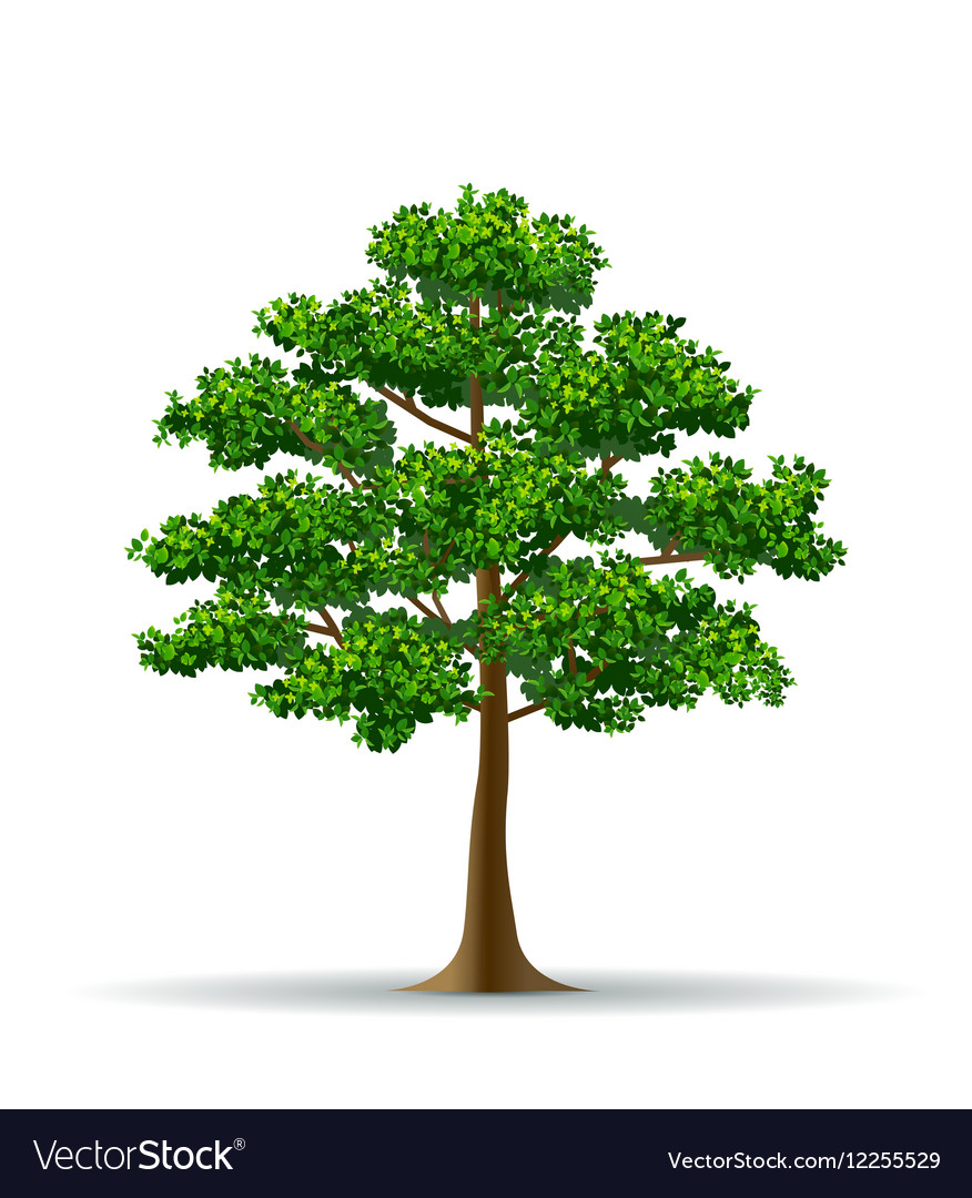 Tree Royalty Free Vector Image - VectorStock