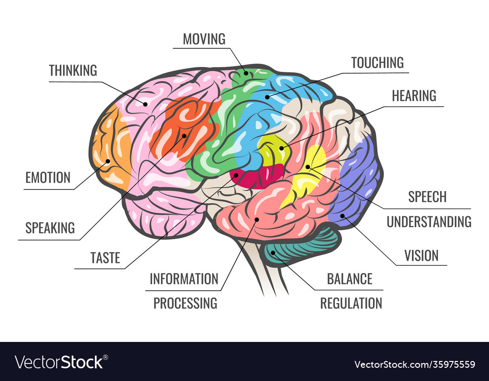 Human Brain Mapping Word Limit Vleroknowledge