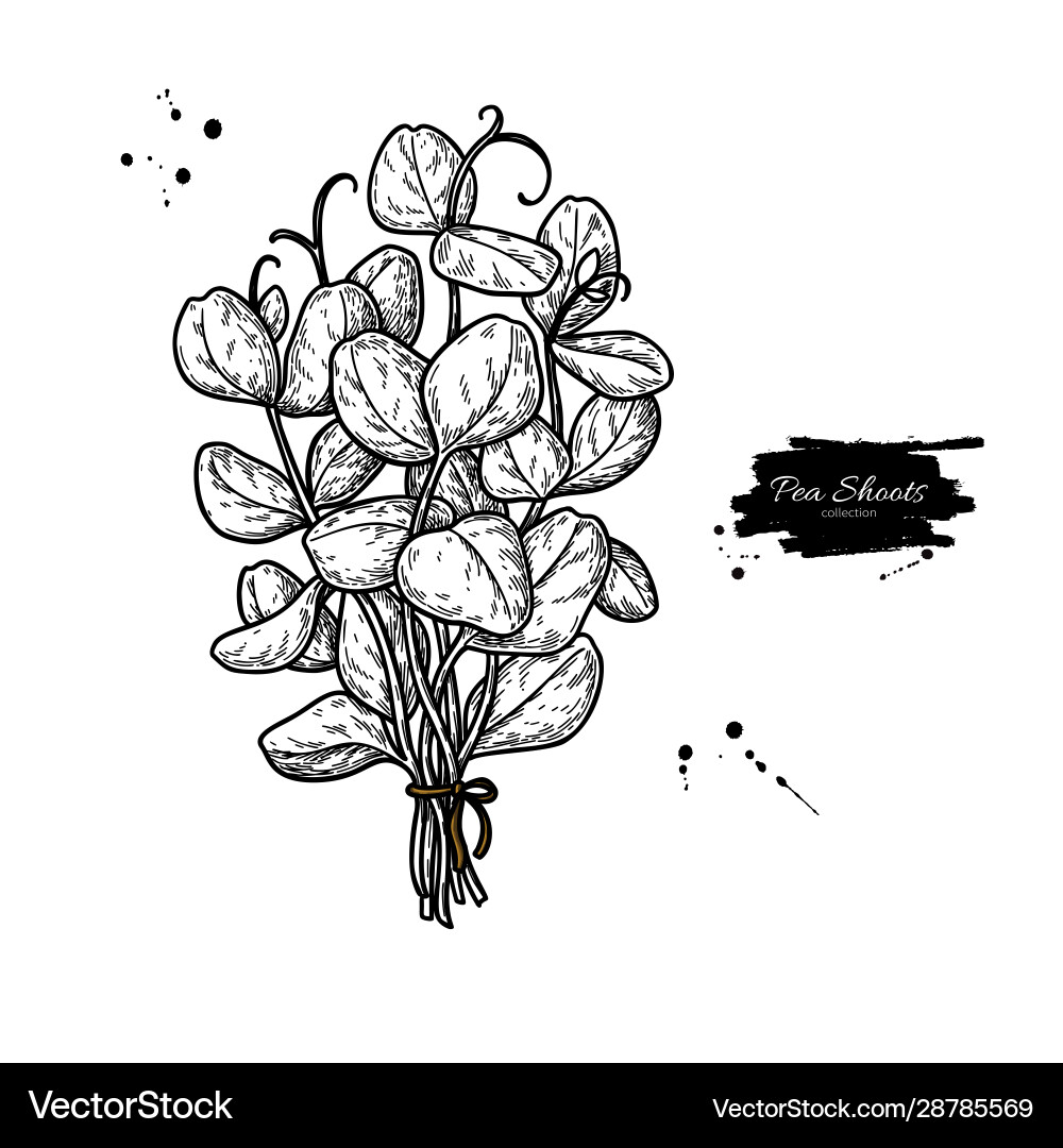 Pea shoots bunch vegetable engraved style Vector Image