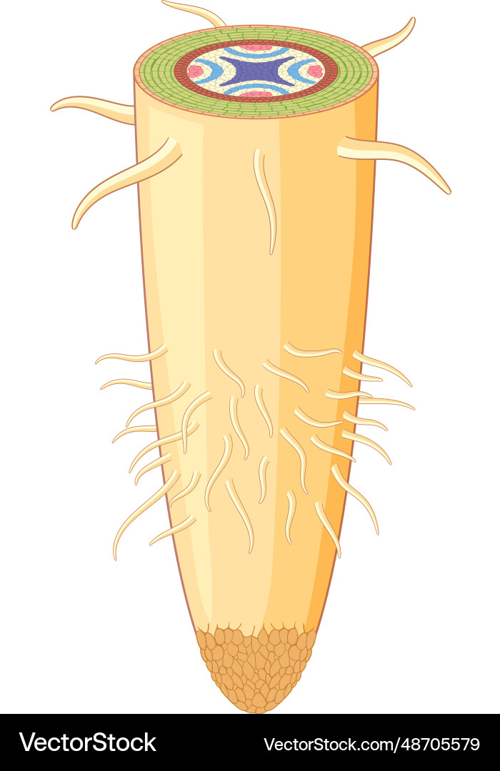 Isolated root of plant Royalty Free Vector Image