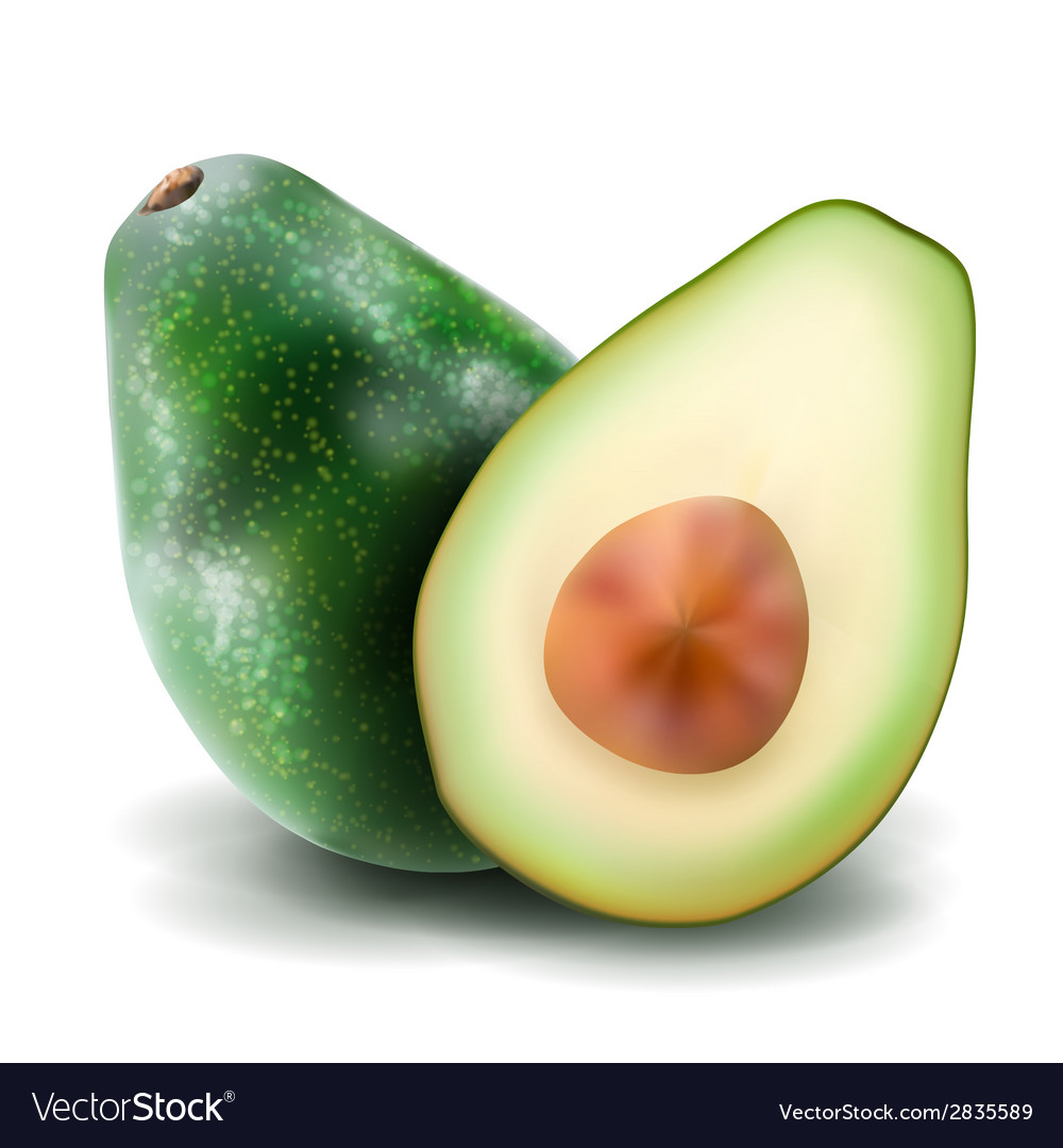 Avocado Royalty Free Vector Image - VectorStock