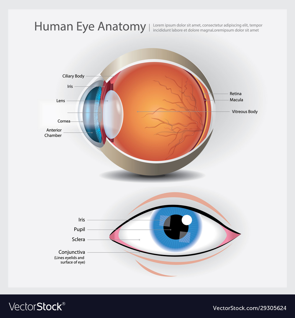 Human Eye Anatomy Diagram Royalty Free Vector Image