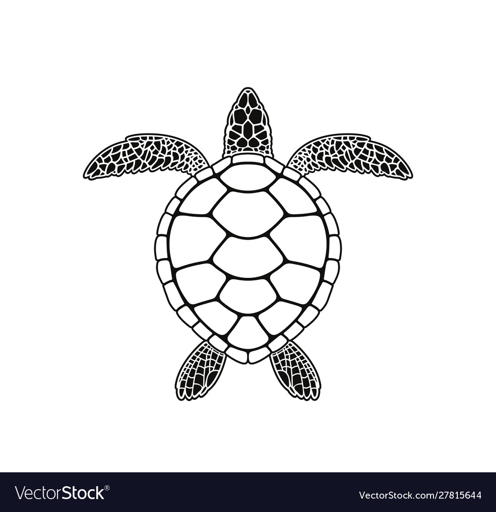 Turtle Royalty Free Vector Image - VectorStock