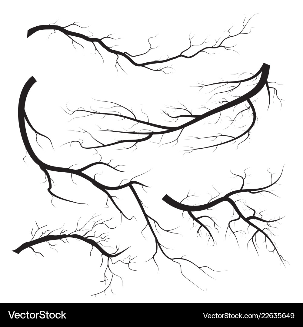 Dry Twigs on White Background Royalty Free Vector Image