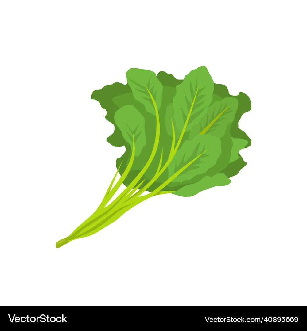 Flat of kale isolated on white background Vector Image