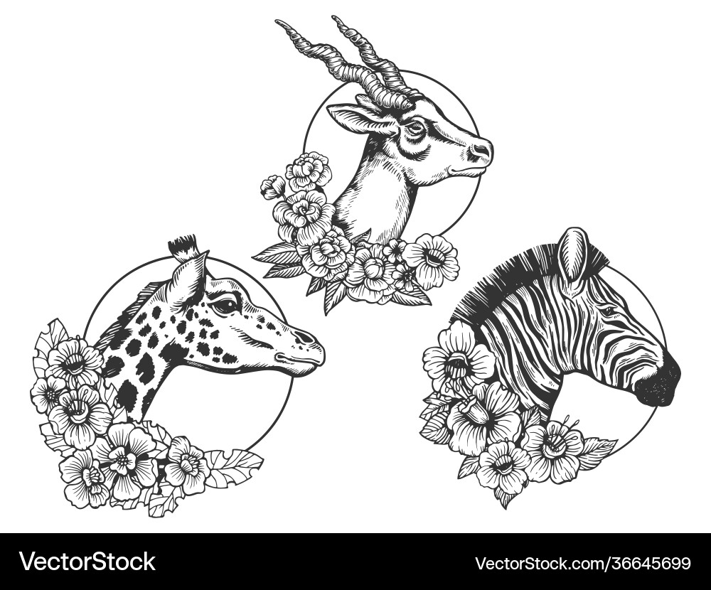 Antelope zebra giraffe head animal sketch Vector Image