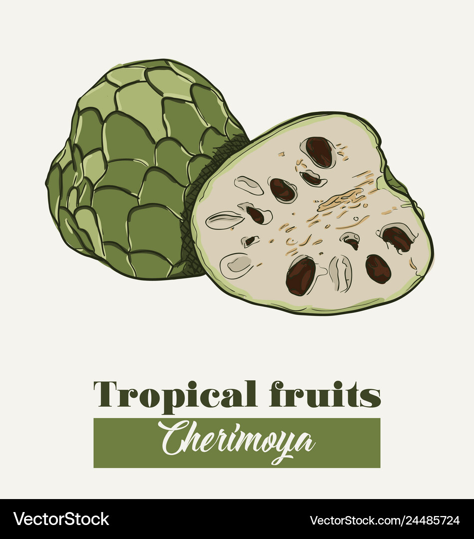 Hand drawn colorful tropical fruit cherimoya Vector Image