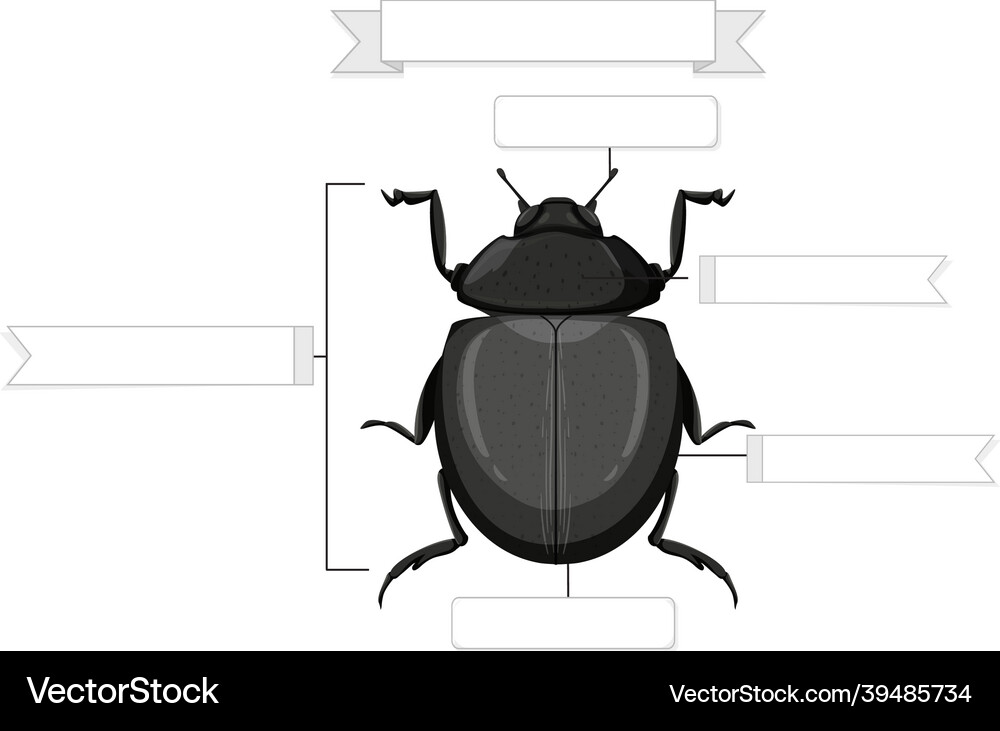 External anatomy of a beetle worksheet Royalty Free Vector
