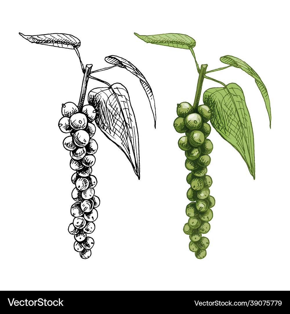 Black Peppercorn Tree