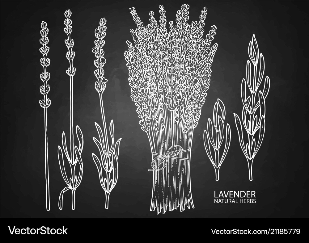 Graphic lavender collection Royalty Free Vector Image