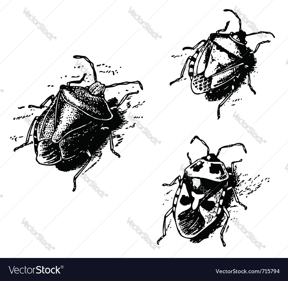 Shield bug Royalty Free Vector Image - VectorStock