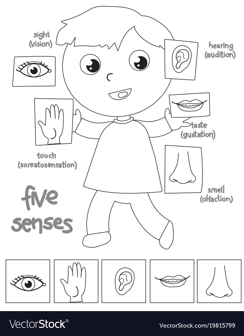 26 Five Senses Coloring Page AmachukwuMungo