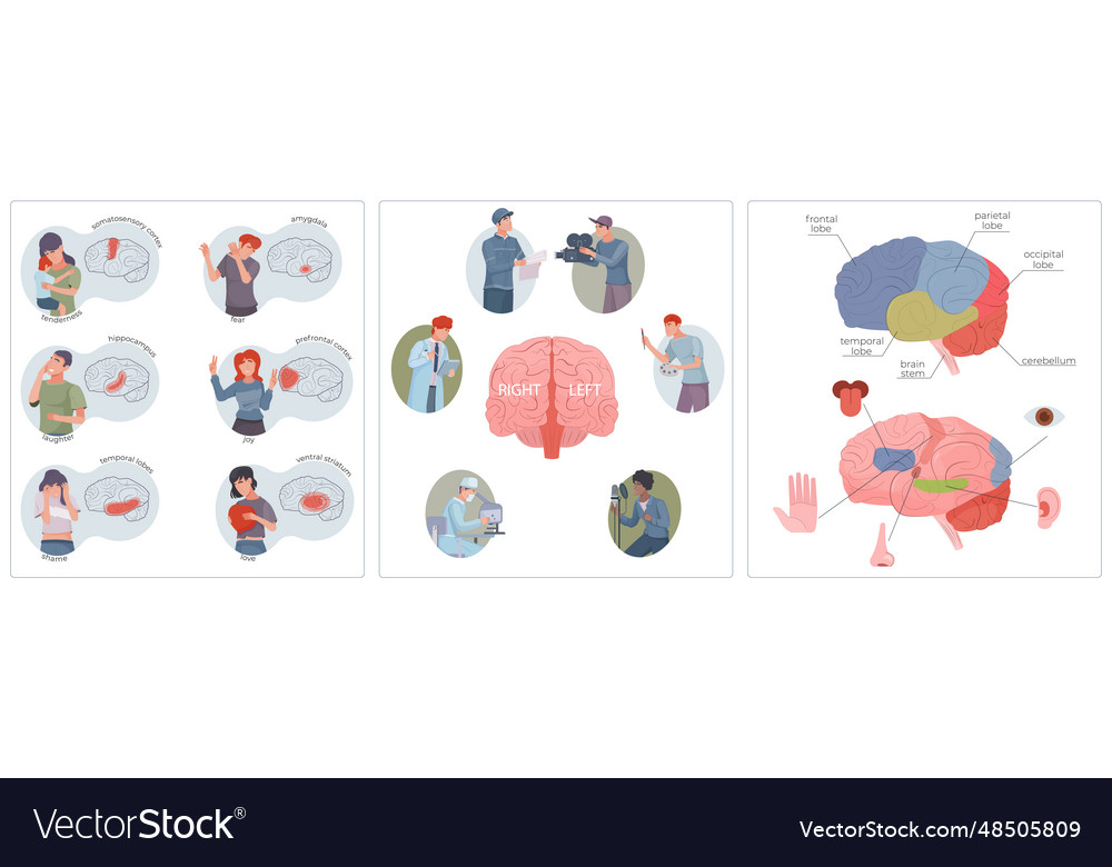Brain function set Royalty Free Vector Image - VectorStock