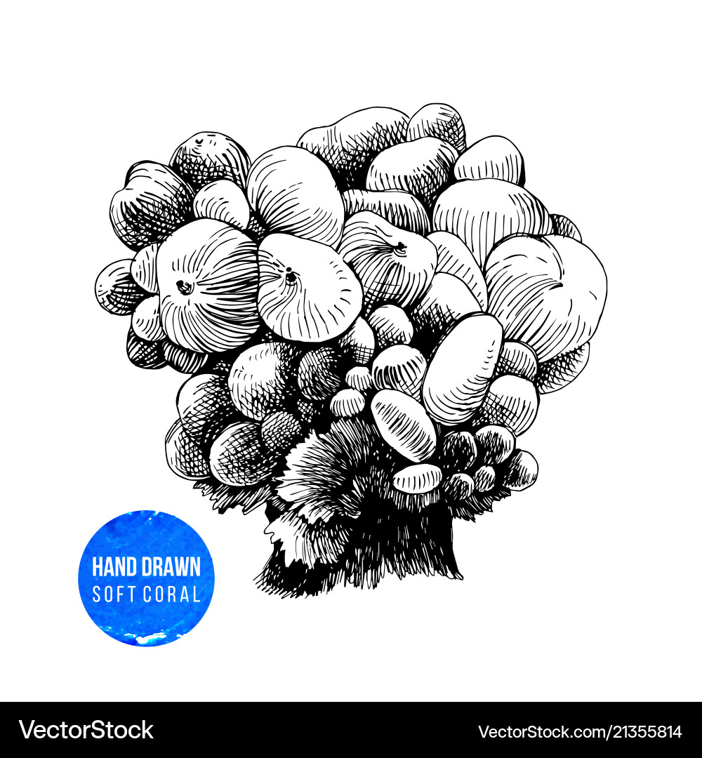 Hand drawn soft coral Royalty Free Vector Image