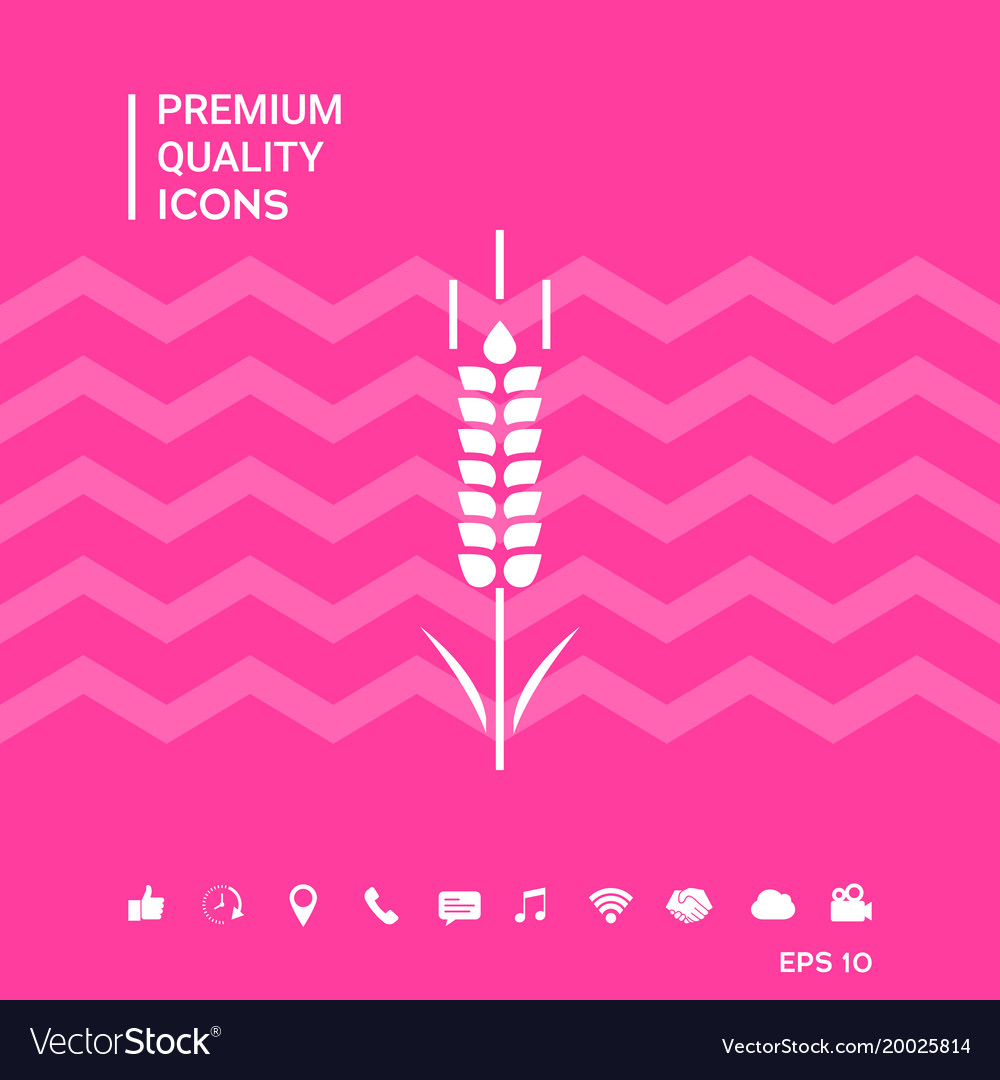 Wheat or rye spikelet symbol Royalty Free Vector Image Wheat or rye spikelet symbol Royalty Free Vector Image