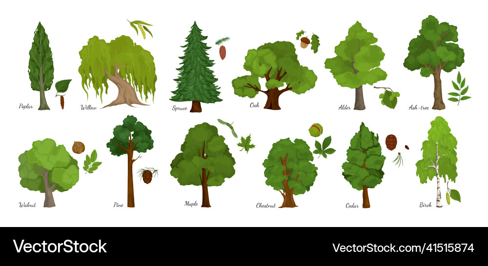 Tree leaf seed set Royalty Free Vector Image - VectorStock