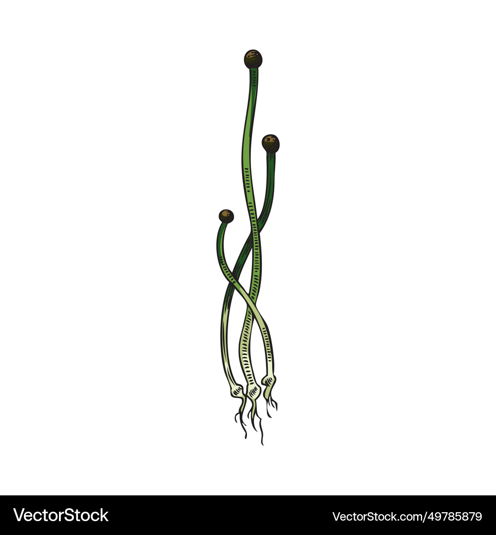 Hand drawn colorful onion micro-green sprouts Vector Image