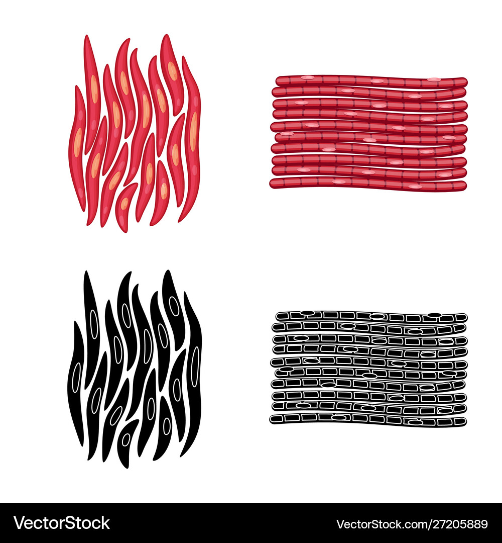 Fiber and muscular sign Royalty Free Vector Image