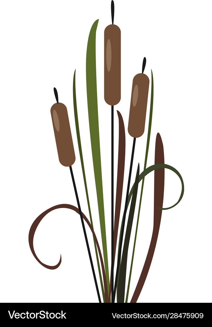 Bush swamp reed on a lake Royalty Free Vector Image