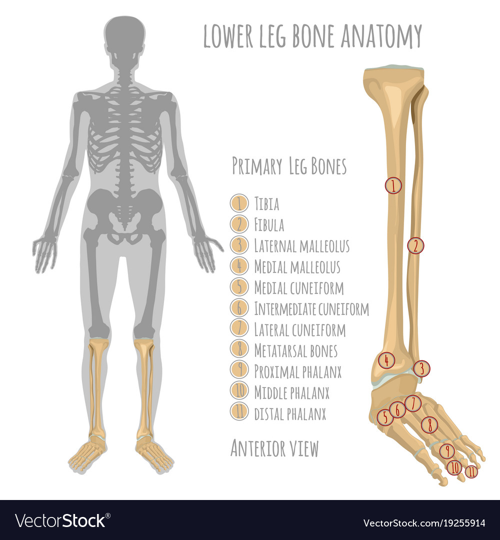 Lower Leg Bone Anatomy Royalty Free Vector Image