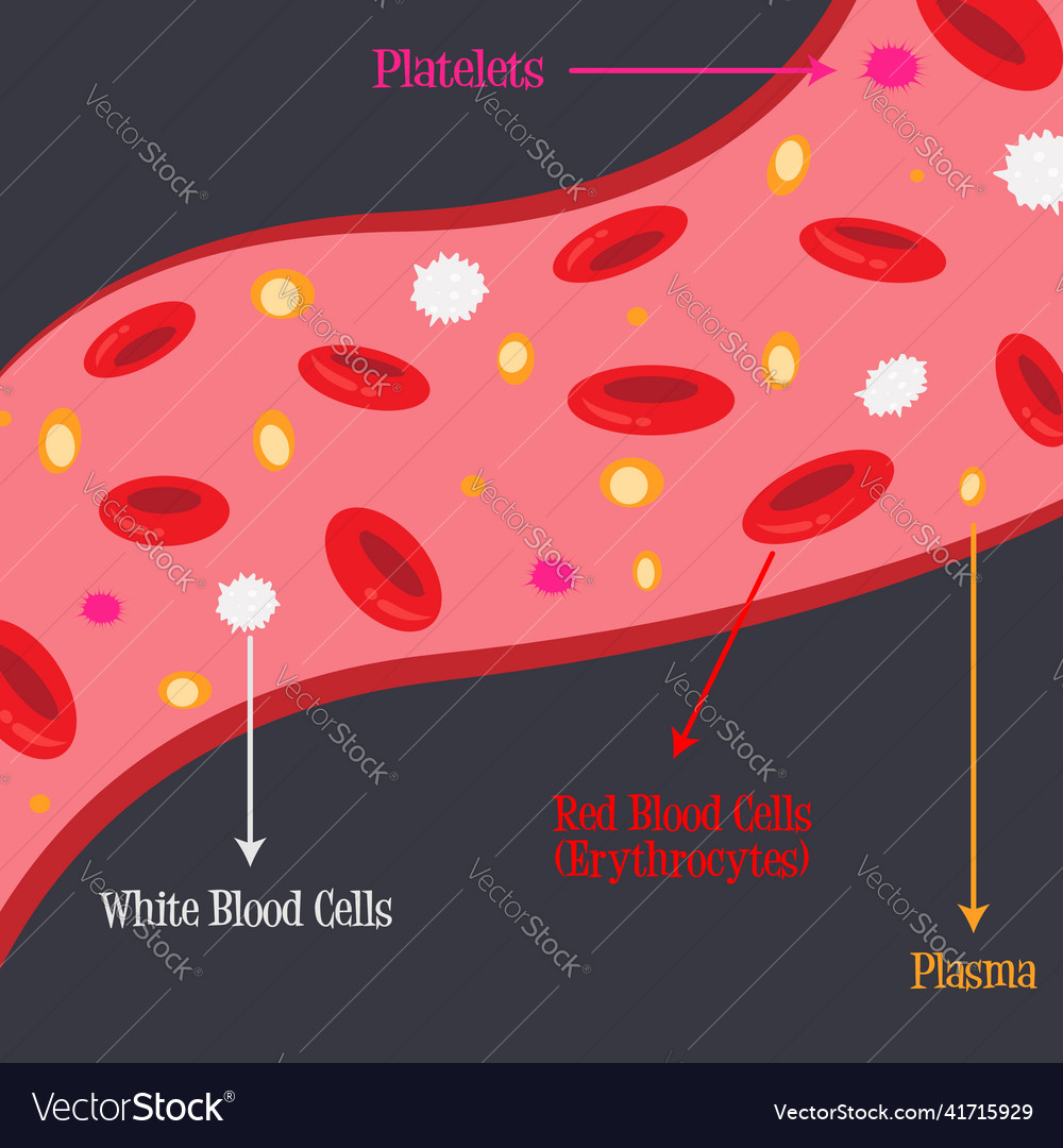 Basic blood components Royalty Free Vector Image