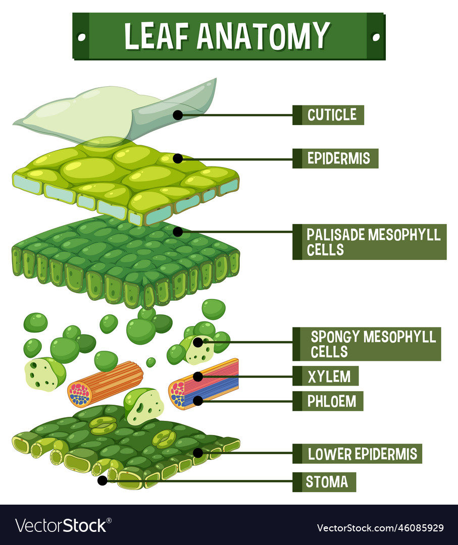 Internal Structure Of Leaf Diagram Royalty Free Vector 43 OFF