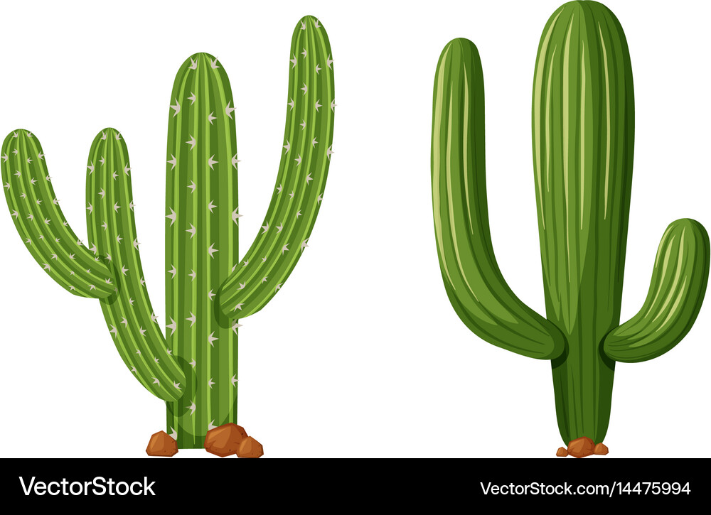 Two types cactus plants Royalty Free Vector Image