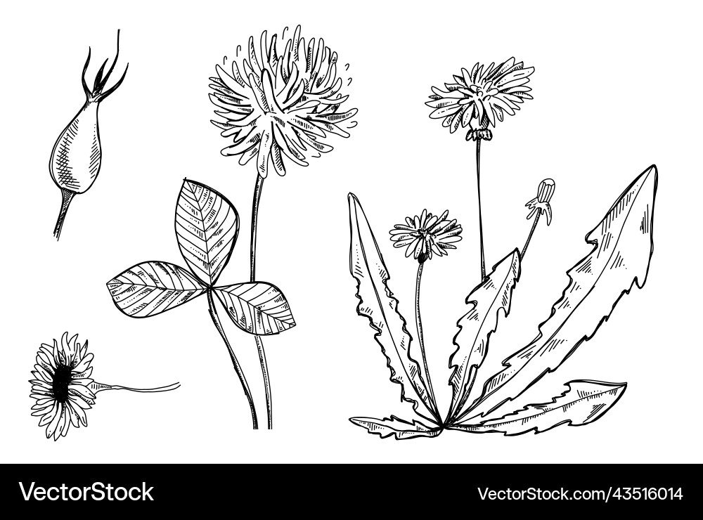 Botanical hand drawn dandelion Royalty Free Vector Image