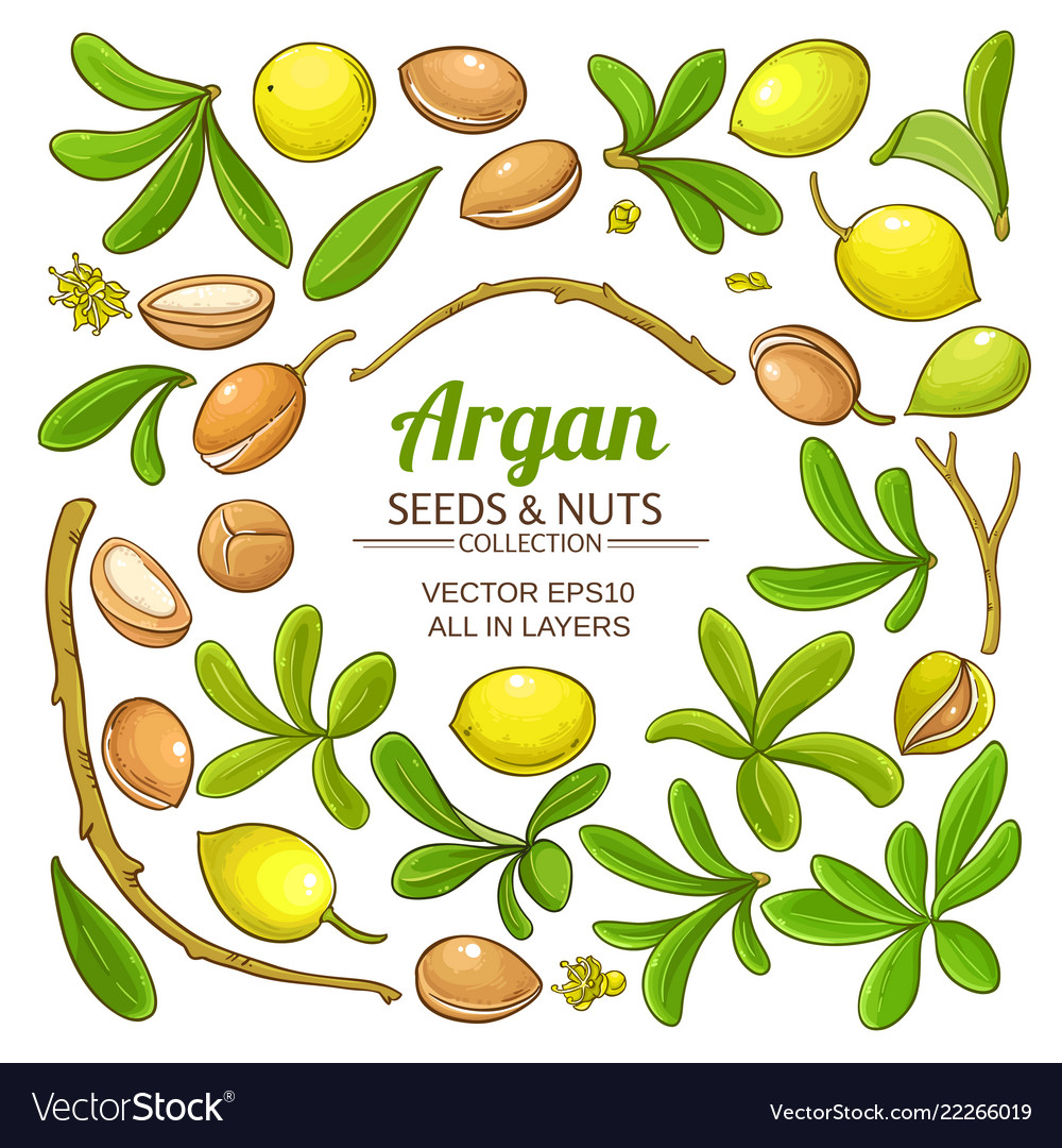 Argan elements set Royalty Free Vector Image - VectorStock