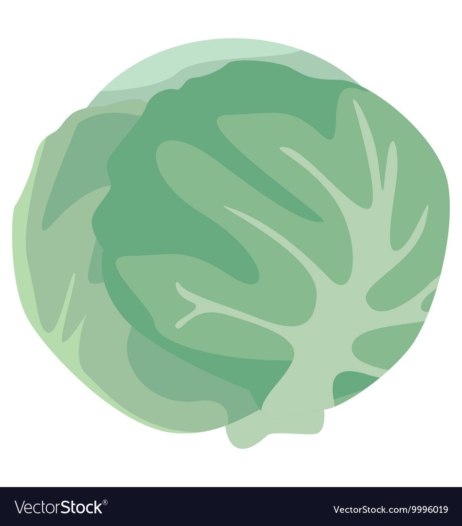 Cabbage Royalty Free Vector Image - VectorStock