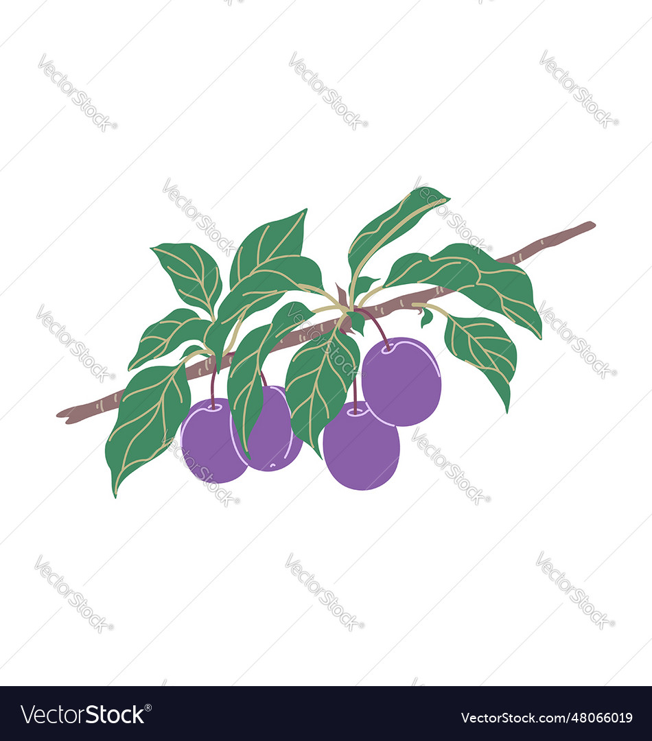 Simple plum tree branch with fruits Royalty Free Vector
