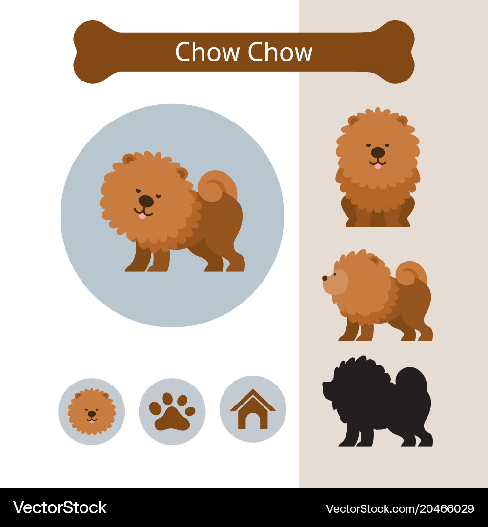 Chow dog breed infographic Royalty Free Vector Image