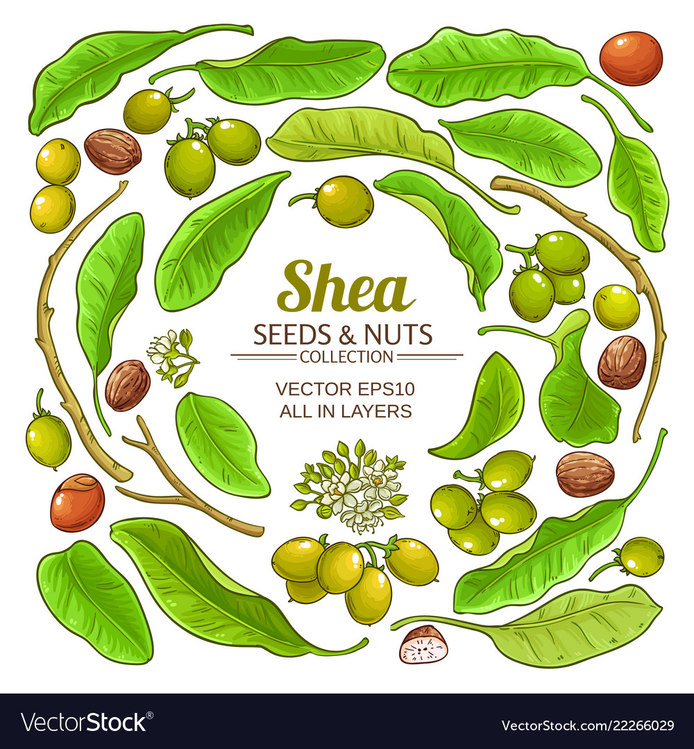 Shea elements set Royalty Free Vector Image - VectorStock