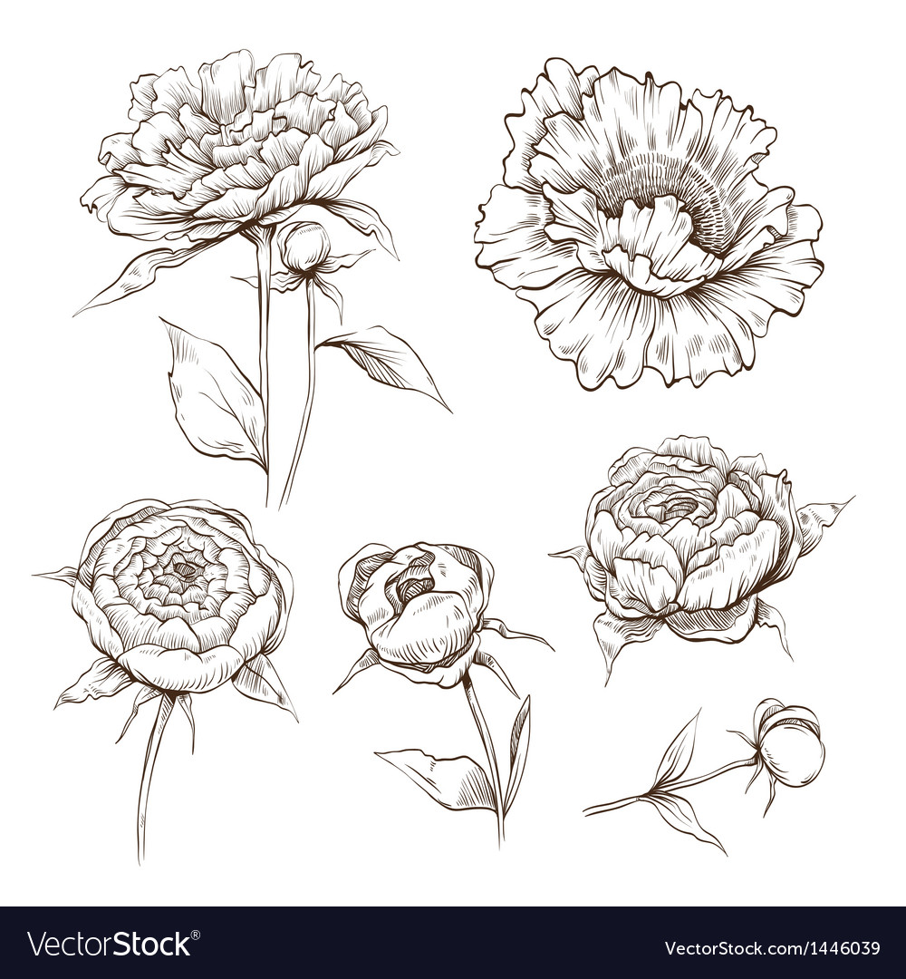 Hand drawn peony flowers set Royalty Free Vector Image Hand drawn peony flowers set Royalty Free Vector Image