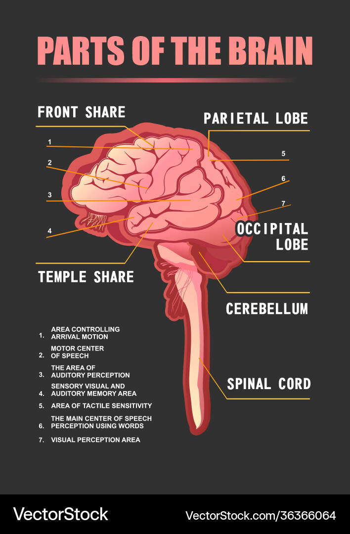 Parts brain educational scheme Royalty Free Vector Image