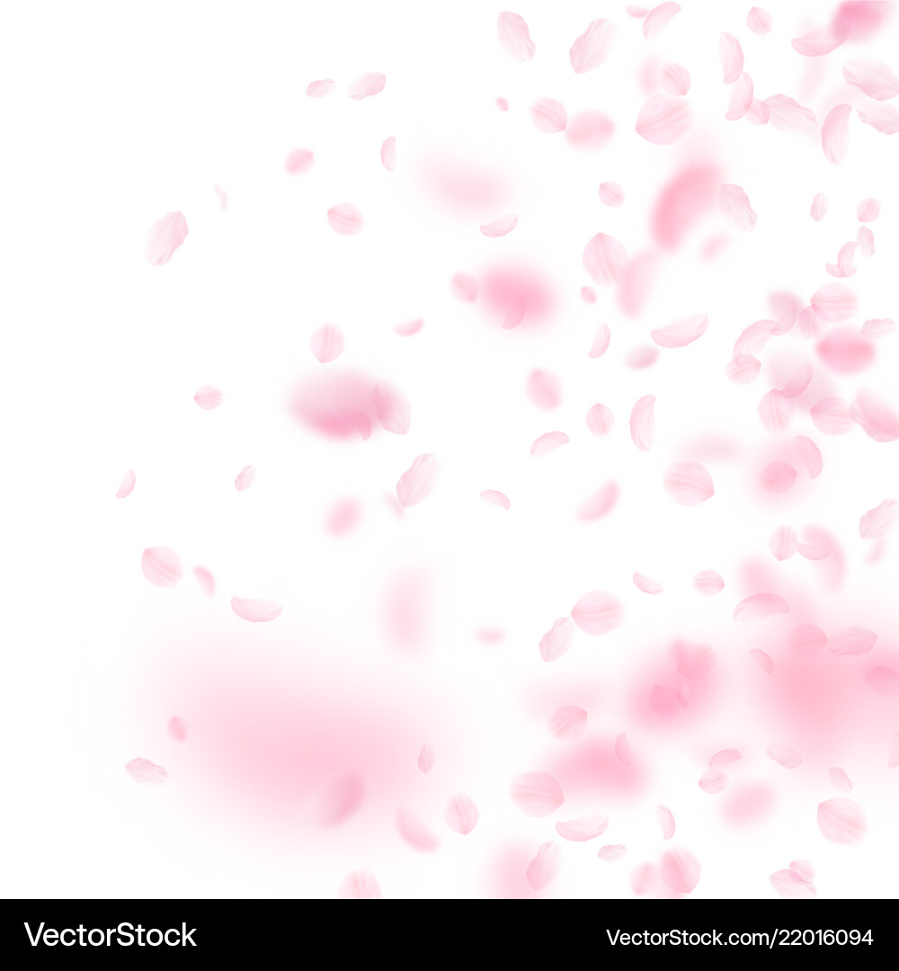 Sakura petals falling down Royalty Free Vector Image