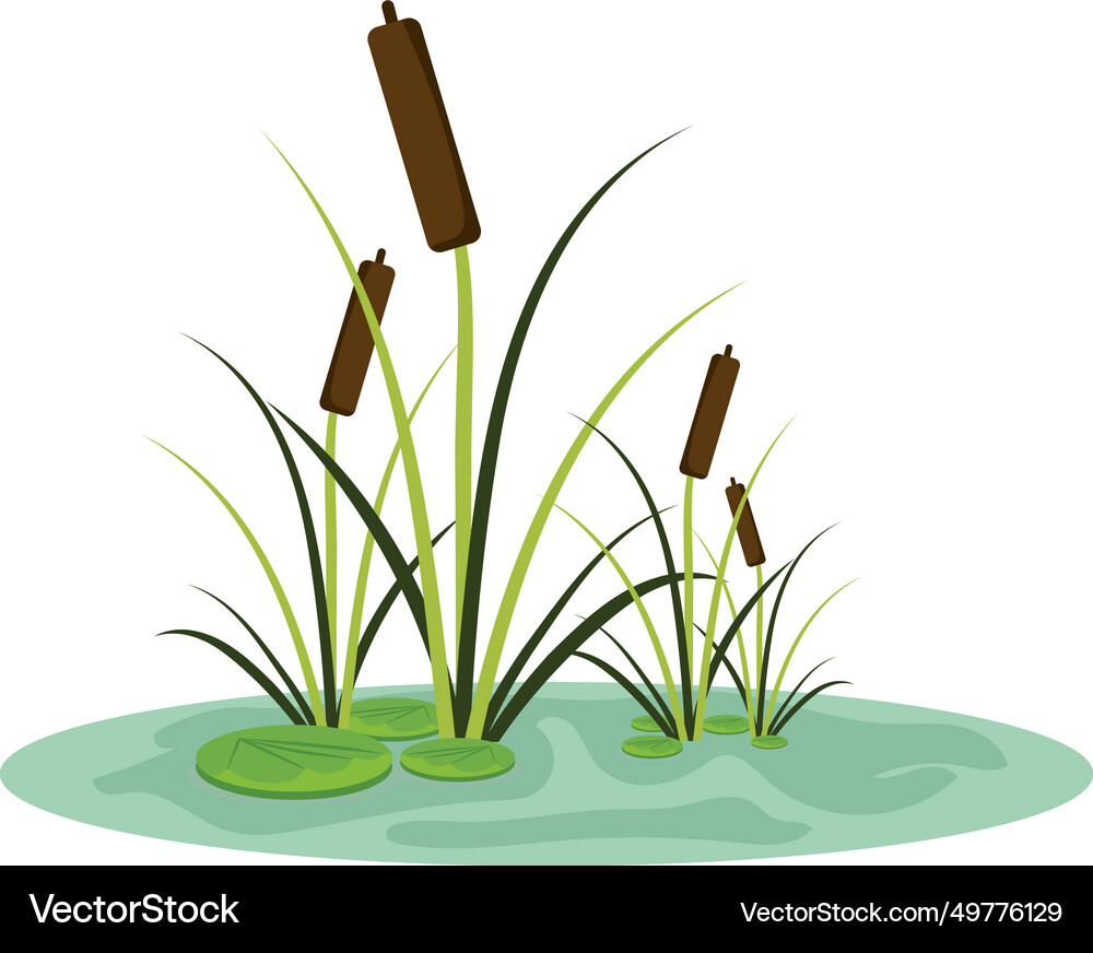 Wetland and plants Royalty Free Vector Image - VectorStock