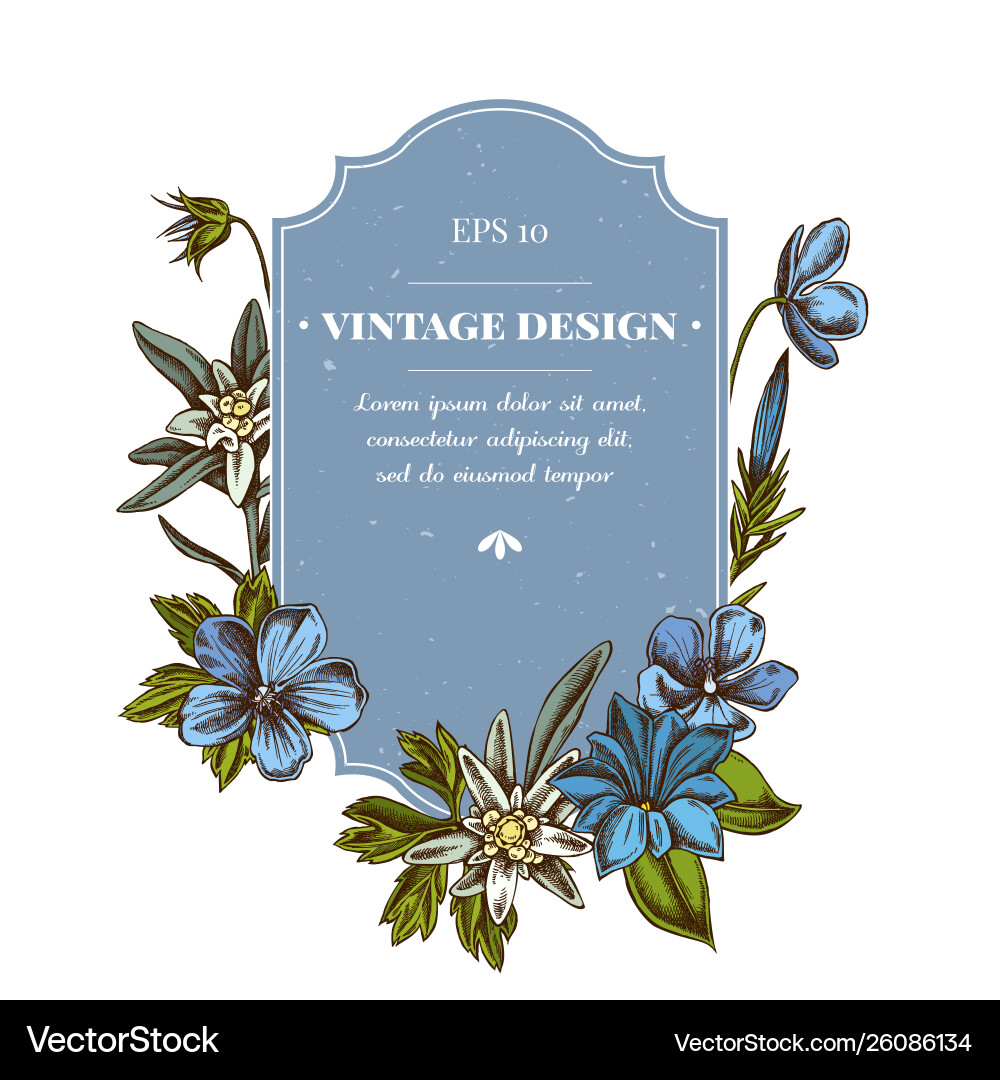 Badge design with colored edelweiss meadow Vector Image