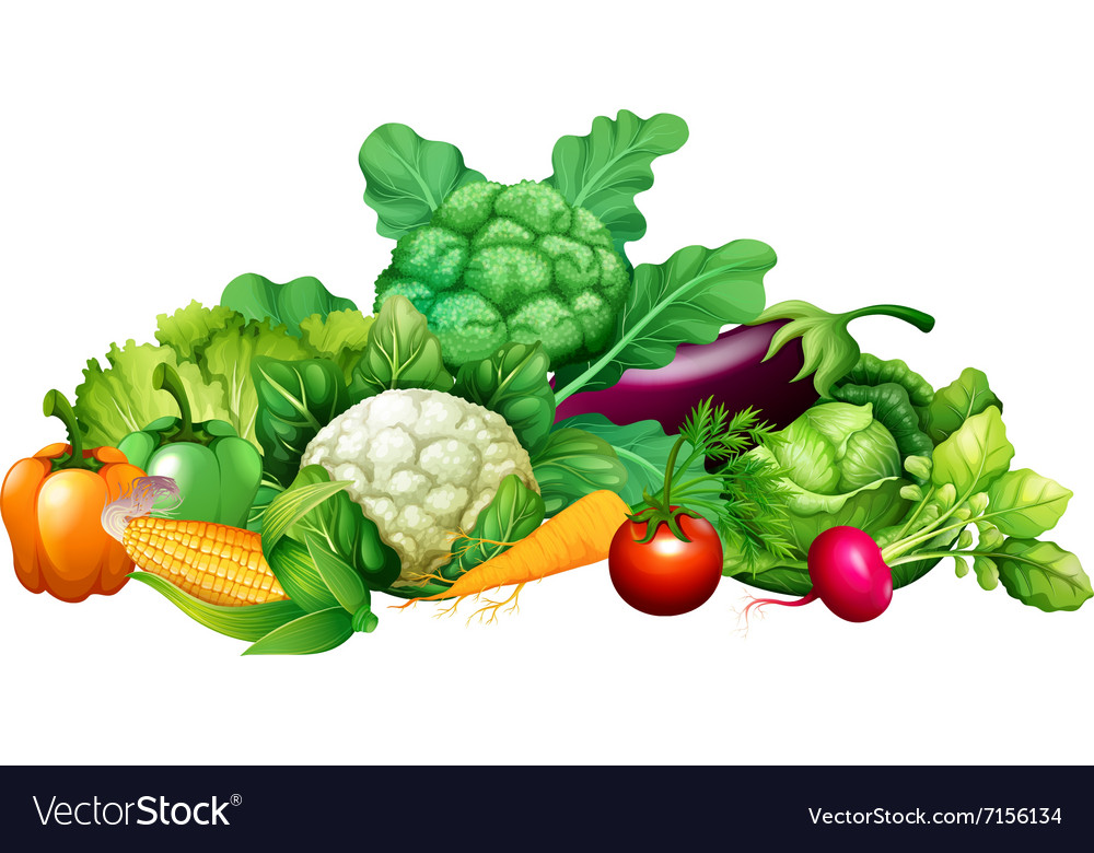 Different kind of vegetables Royalty Free Vector Image