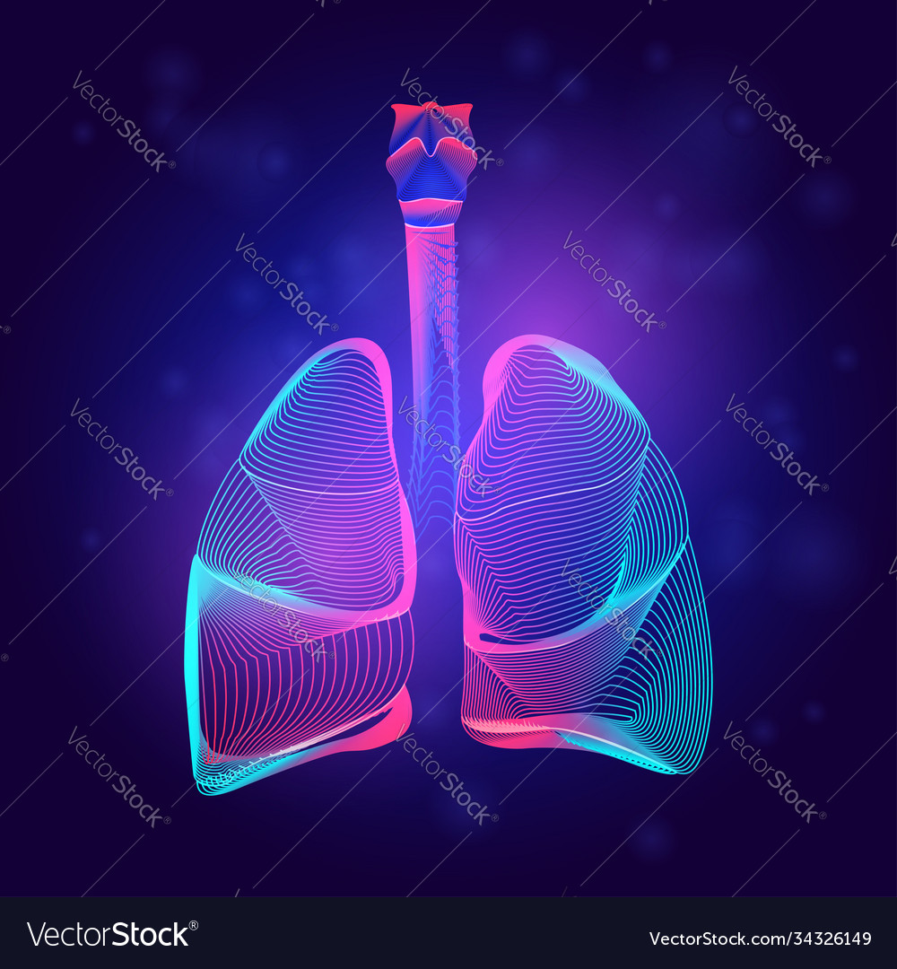 Human Lungs Medical Structure Outline Body Vector Image
