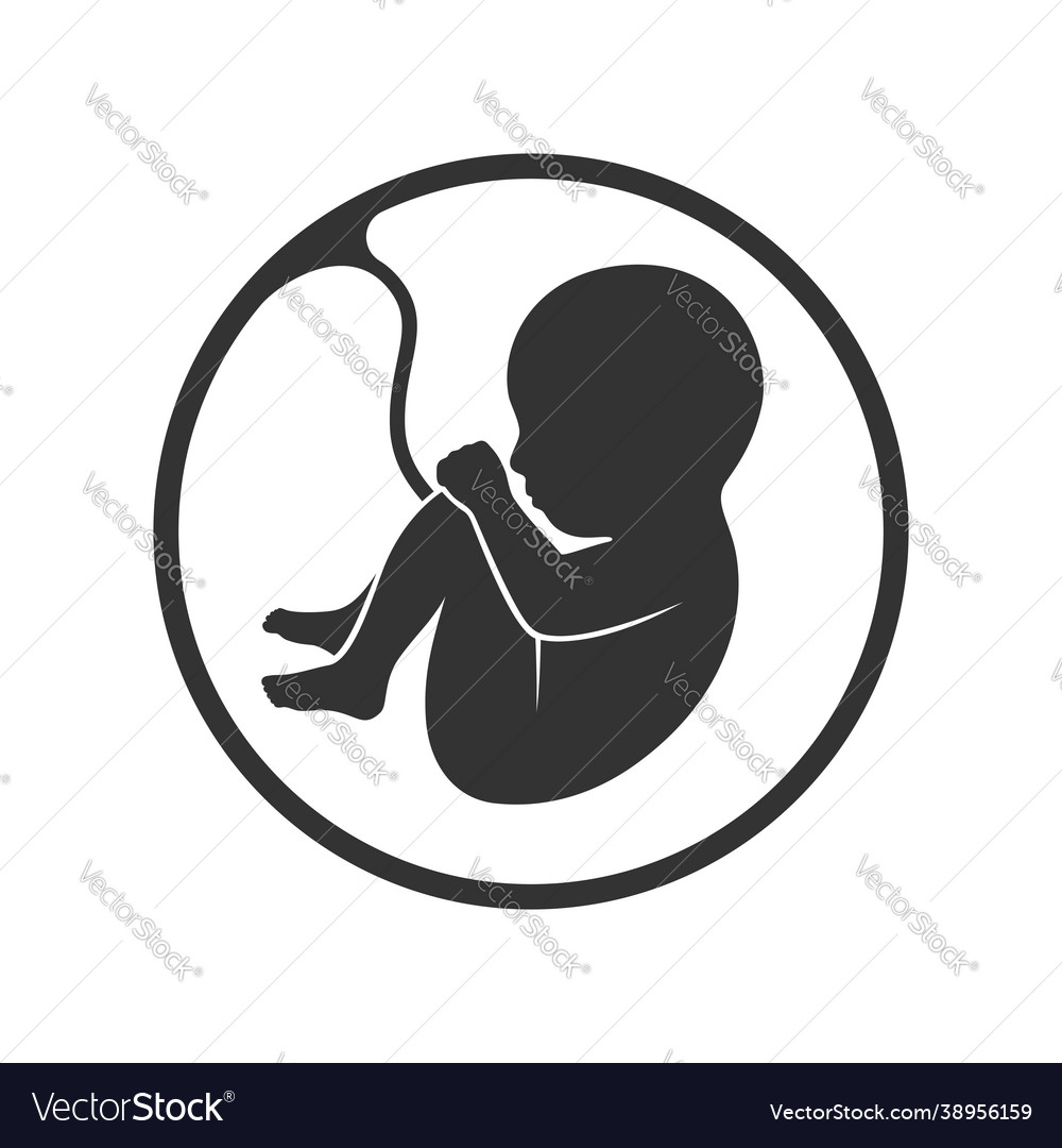 Fetus Royalty Free Vector Image - VectorStock