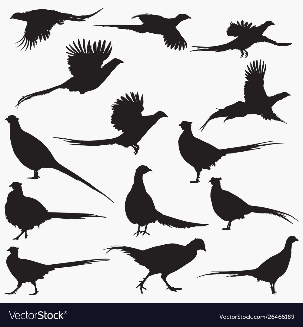 Pheasant silhouettes Royalty Free Vector Image