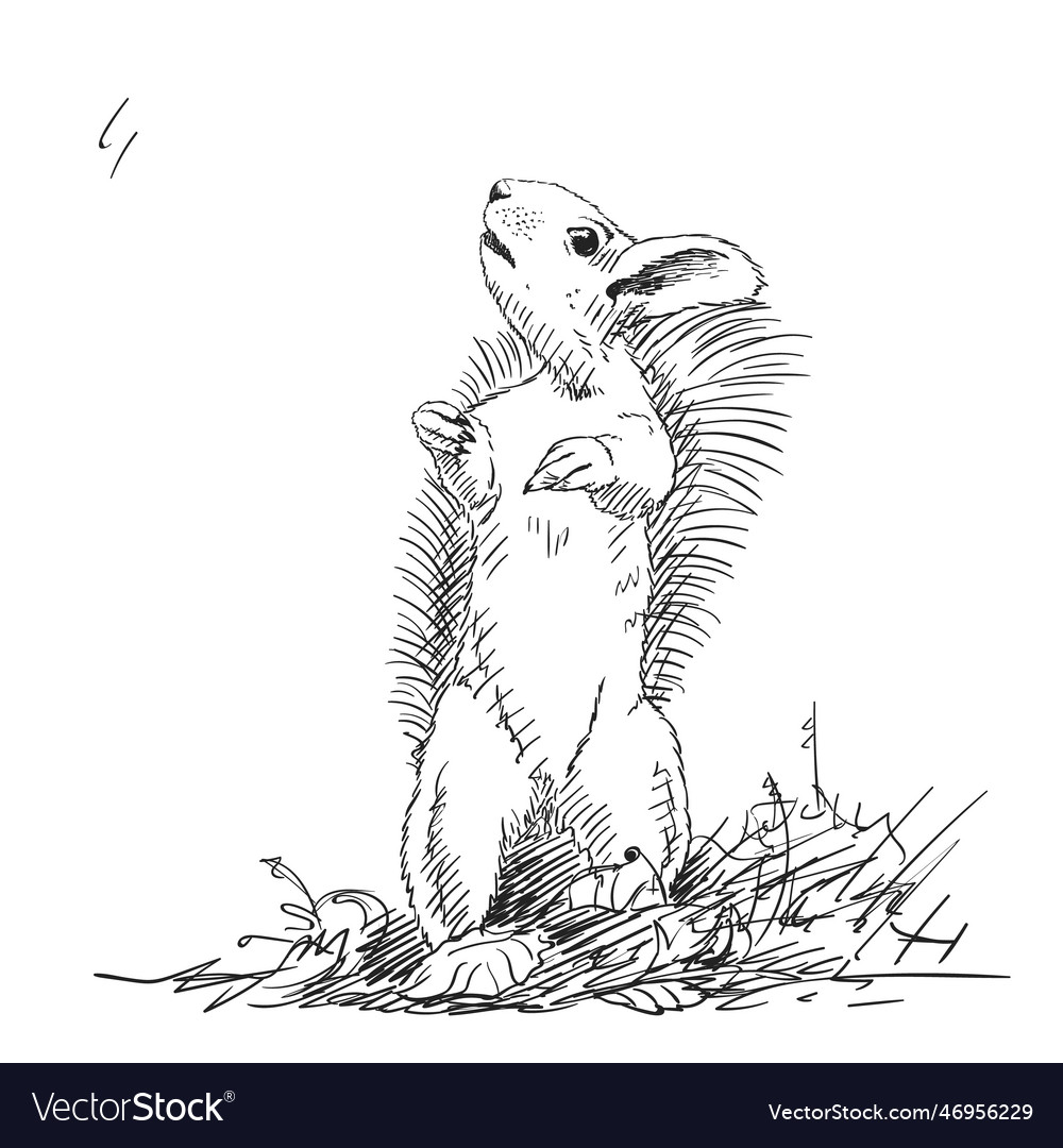 Squirrel Royalty Free Vector Image - VectorStock