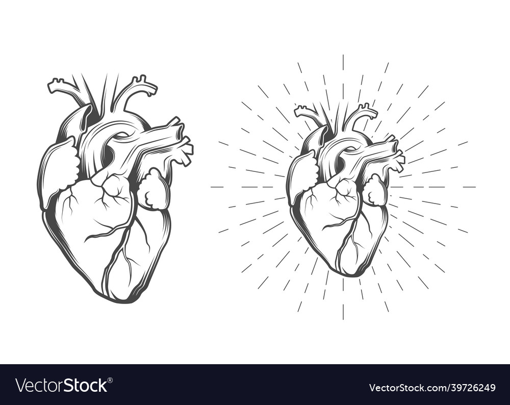 Human heart Royalty Free Vector Image - VectorStock