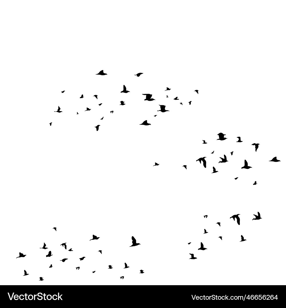 Flock of birds Royalty Free Vector Image - VectorStock