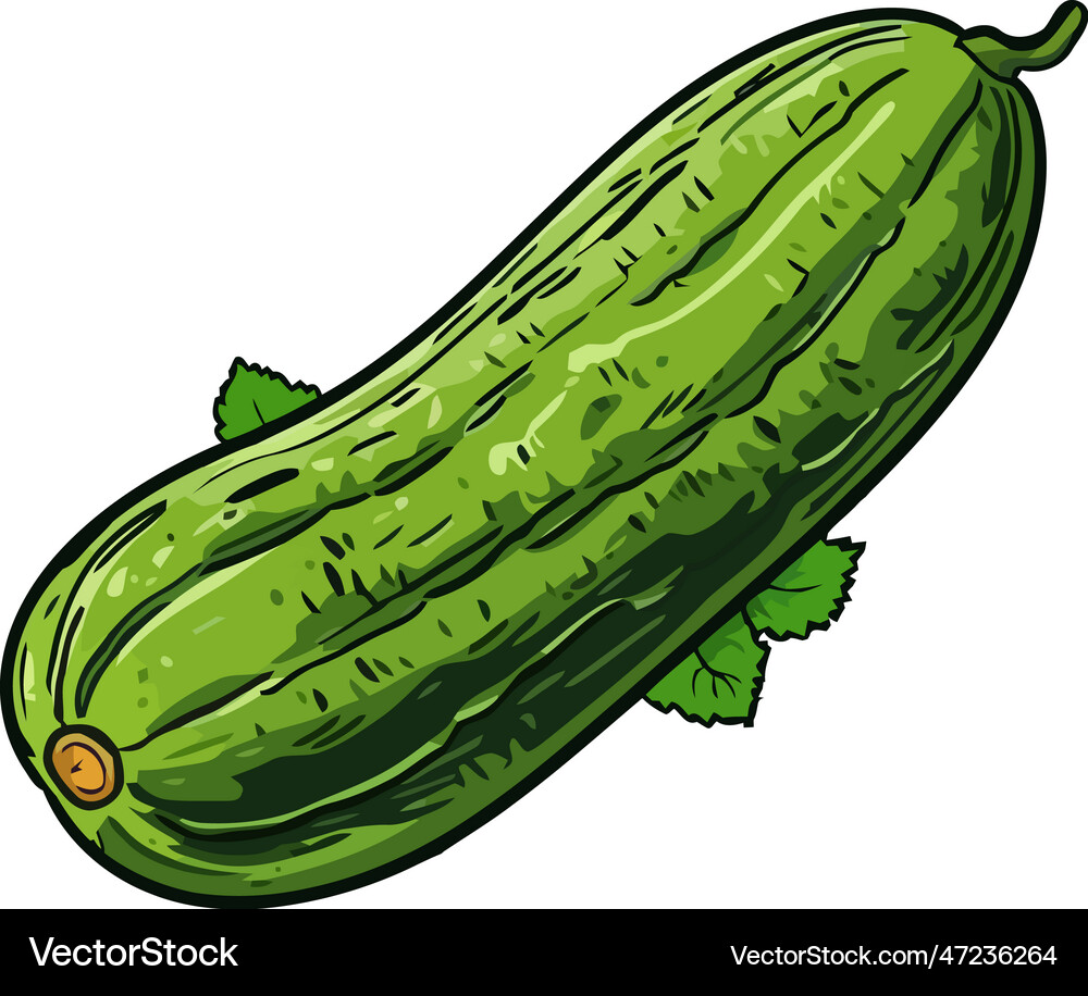 Harvesting fresh cucumber for a meal Royalty Free Vector