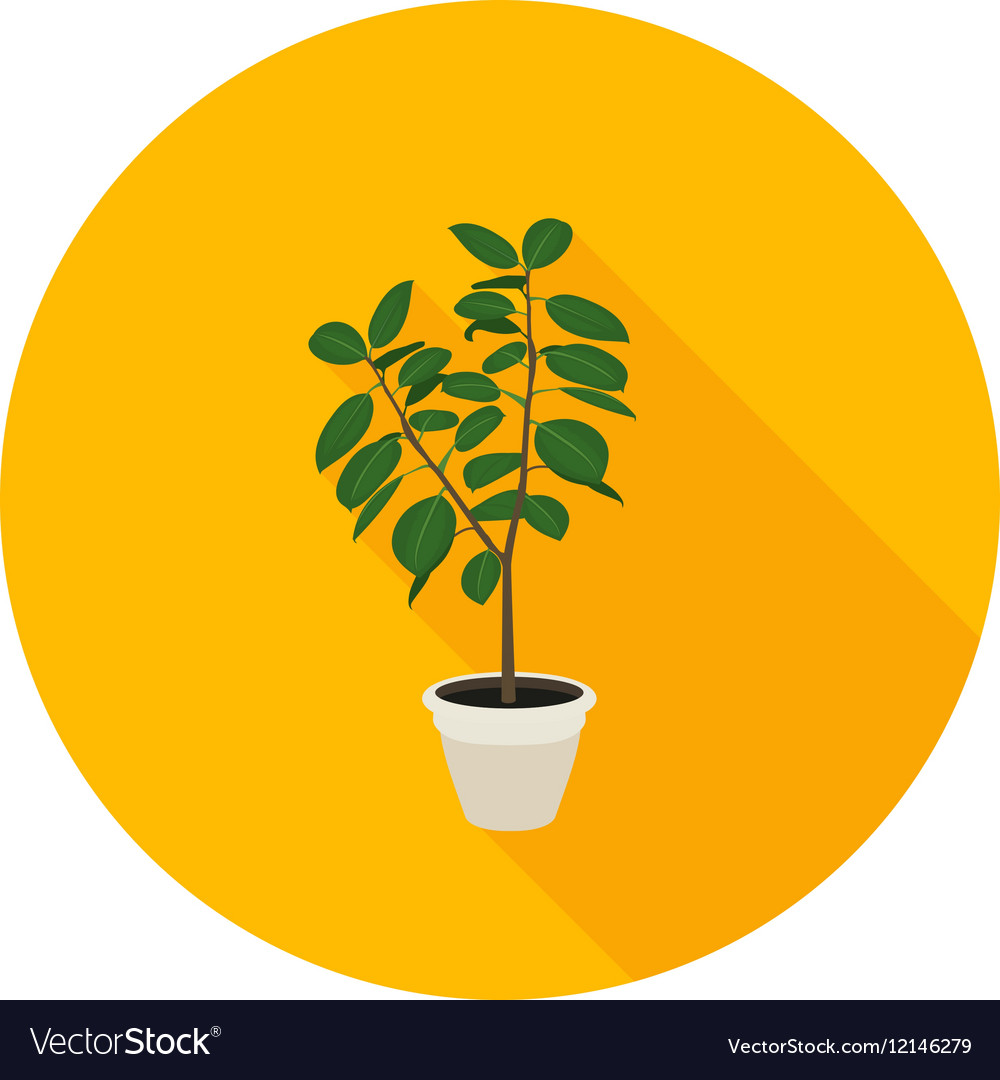 Flat Icon Ficus Royalty Free Vector Image Vectorstock 