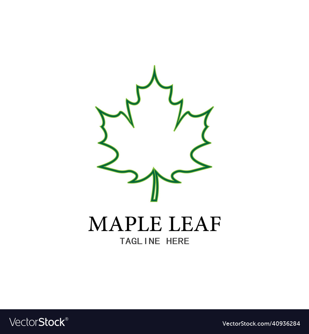 Maple leaf Royalty Free Vector Image - VectorStock