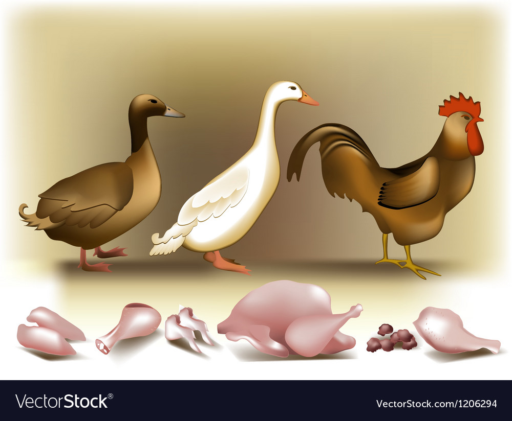 Poultry Royalty Free Vector Image - VectorStock